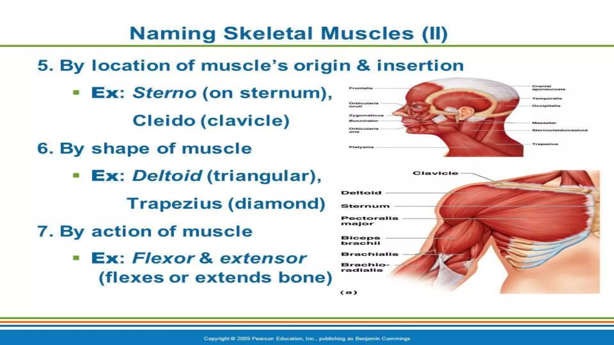 T - Gross Anatomy of the Muscular System | PPTX