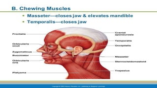 T - Gross Anatomy of the Muscular System | PPTX