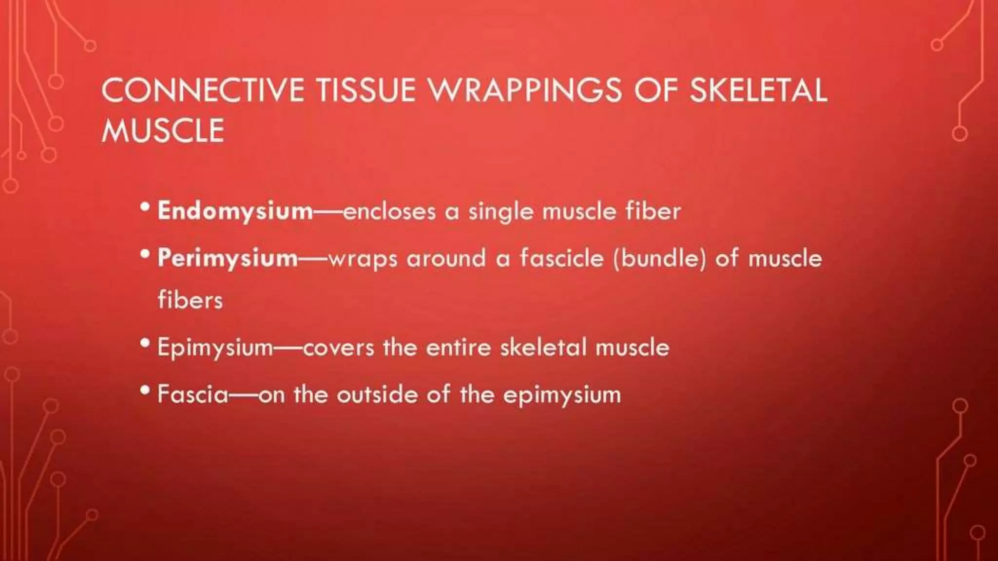 T - SKELETAL MUSCLE SYSTEM | PPT