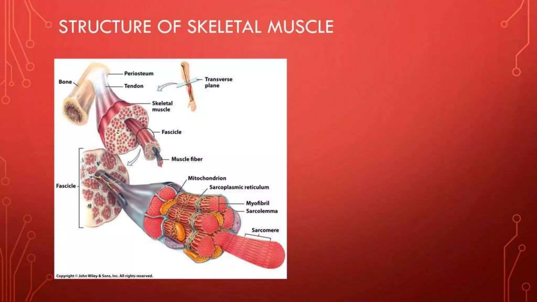 T - SKELETAL MUSCLE SYSTEM | PPT