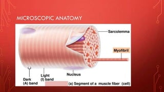 T - SKELETAL MUSCLE SYSTEM | PPT