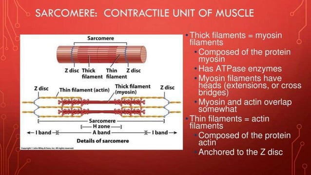 T - SKELETAL MUSCLE SYSTEM | PPT