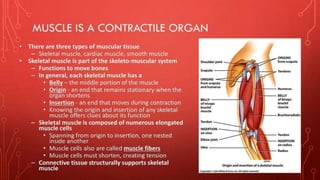 T - SKELETAL MUSCLE SYSTEM | PPT