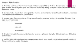 T - SKELETAL MUSCLE SYSTEM | PPT