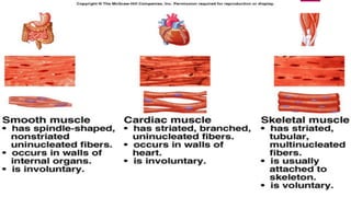 T - SKELETAL MUSCLE SYSTEM | PPT