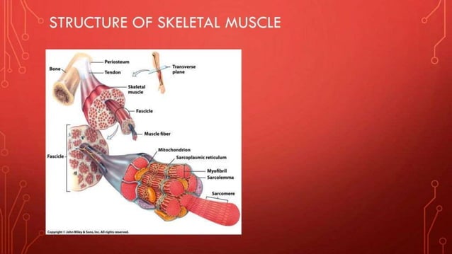 T - SKELETAL MUSCLE SYSTEM | PPT