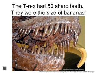 T rex | PPT