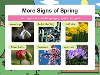t-sc-222-all-about-spring-powerpoint-ks1_ver_8.pptx