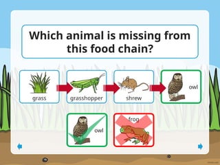 T-Sc-251-KS1-Carnivore-Food-Chain-Information-PowerPoint_ver_1 copy.pptx