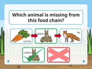 T-Sc-251-KS1-Carnivore-Food-Chain-Information-PowerPoint_ver_1 copy.pptx