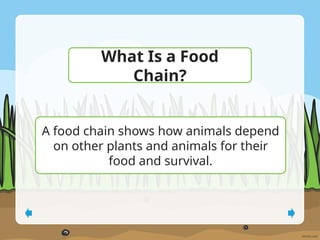 T-Sc-251-KS1-Carnivore-Food-Chain-Information-PowerPoint_ver_1 copy ...