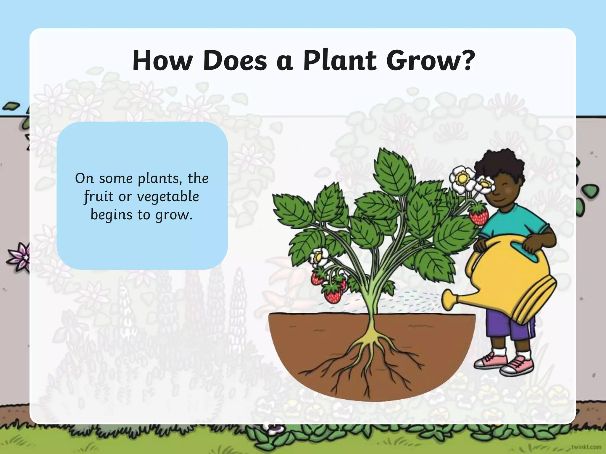 t-sc-272-ks1-all-about-plants-powerpoint_ver_3.ppt
