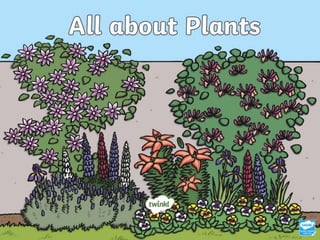 t-sc-272-ks1-all-about-plants-powerpoint_ver_3.ppt