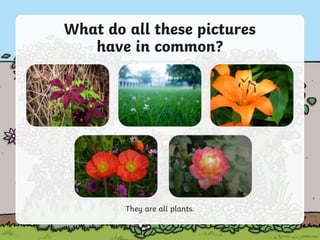 t-sc-272-ks1-all-about-plants-powerpoint_ver_3.ppt