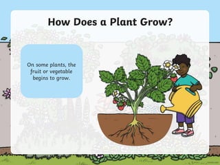 t-sc-272-ks1-all-about-plants-powerpoint_ver_3.ppt