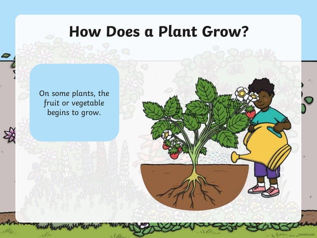 t-sc-272-ks1-all-about-plants-powerpoint_ver_3.ppt