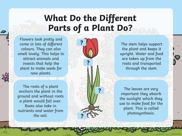 t-sc-272-ks1-all-about-plants-powerpoint_ver_3.ppt