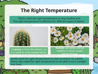 t-sc-409-what-does-a-healthy-plant-need-powerpoint_ver_6.ppt