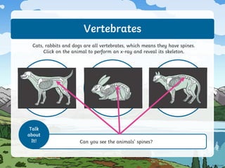Vertebrates Vertebrates Vertebrates Vertebrates | PPT