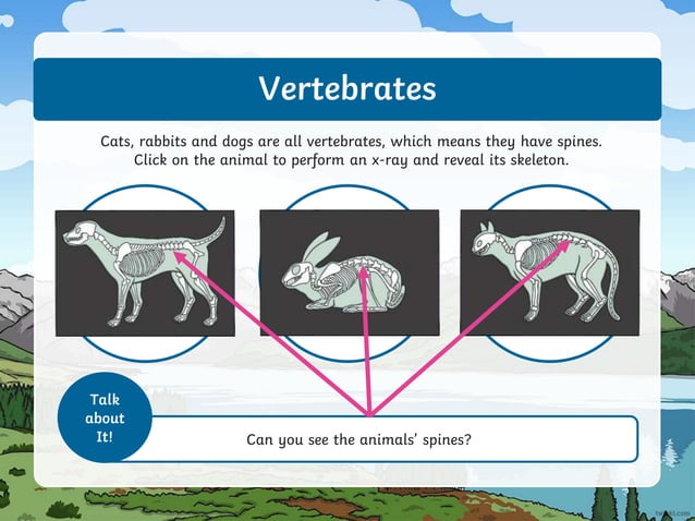 Vertebrates Vertebrates Vertebrates Vertebrates | PPT