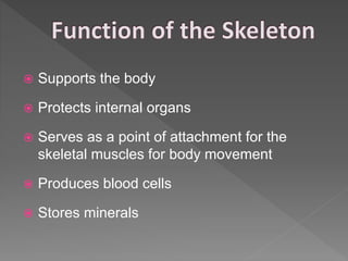 The Skeletal System | PPTX