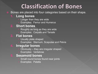 The Skeletal System | PPTX