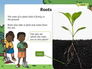 t-t-27572-eyfs-parts-of-a-plant-powerpoint_ver_1.pptx