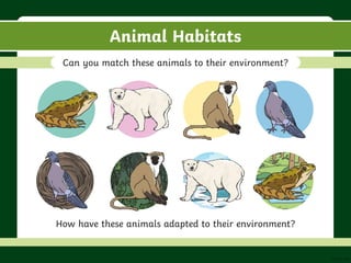 t-t-4796-animal-habitats-powerpoint_ver_8.pptx