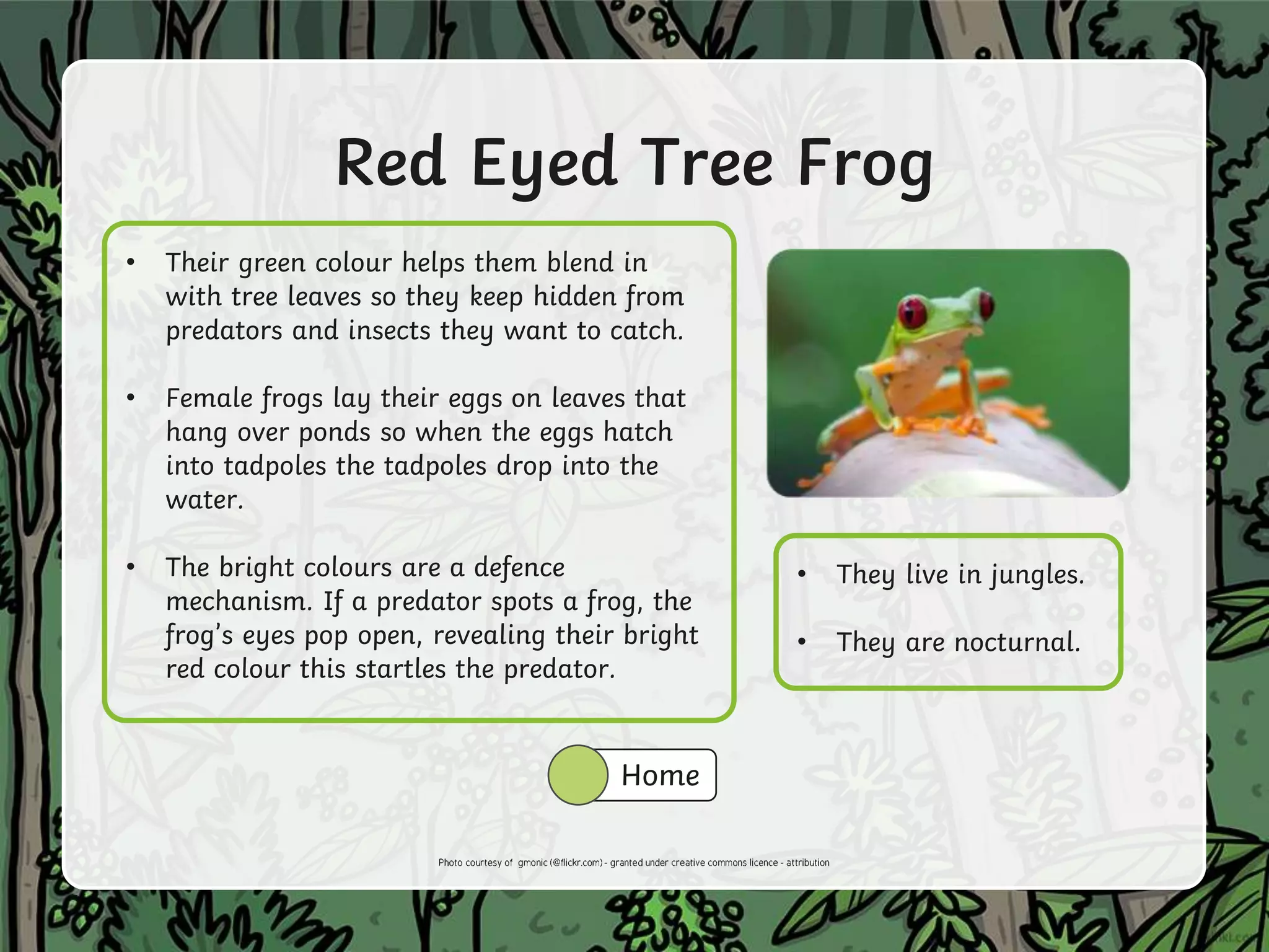 Animals around the World | PPT