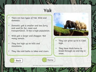 Animals around the World | PPT