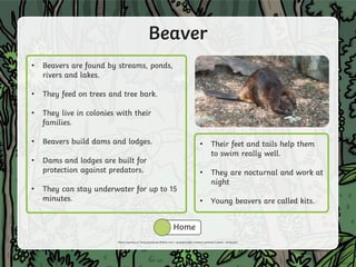 Animals around the World | PPT