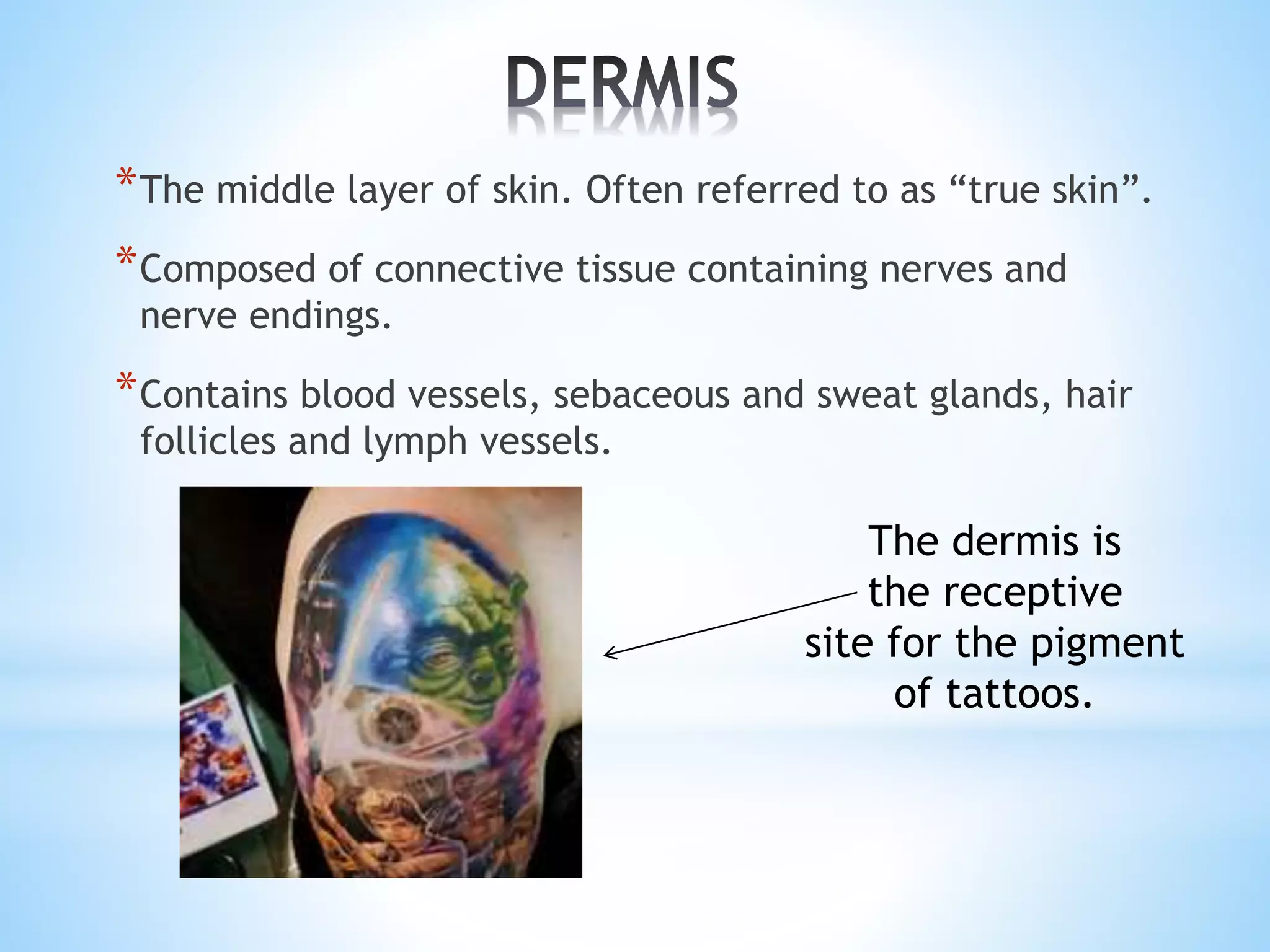 The Integumentary System | PPTX