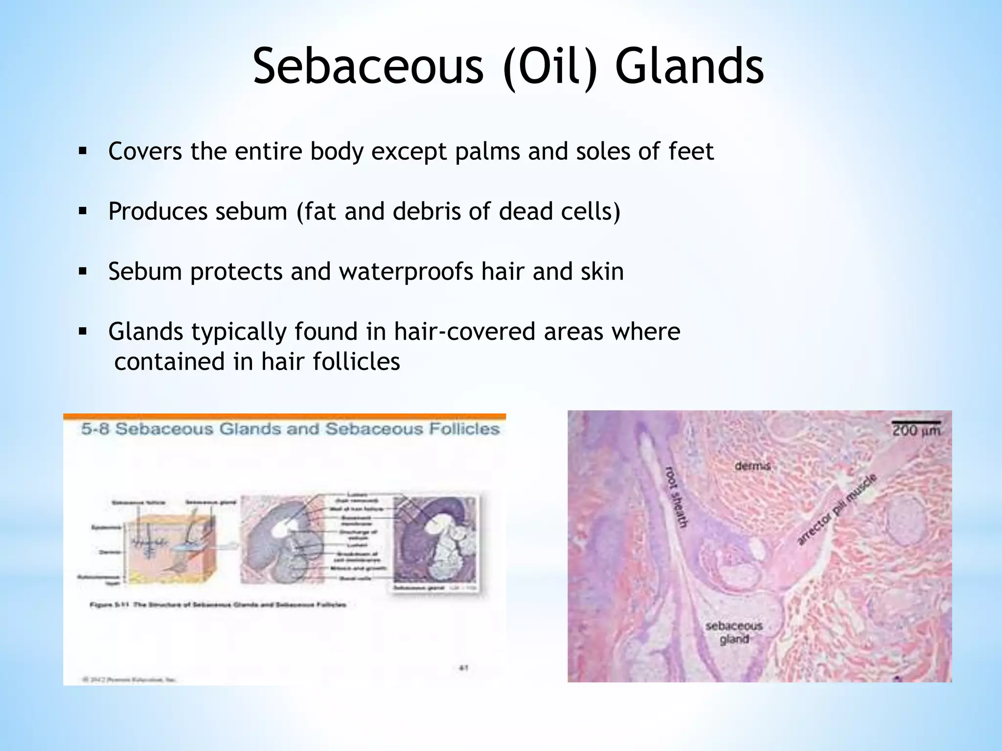 The Integumentary System | PPTX