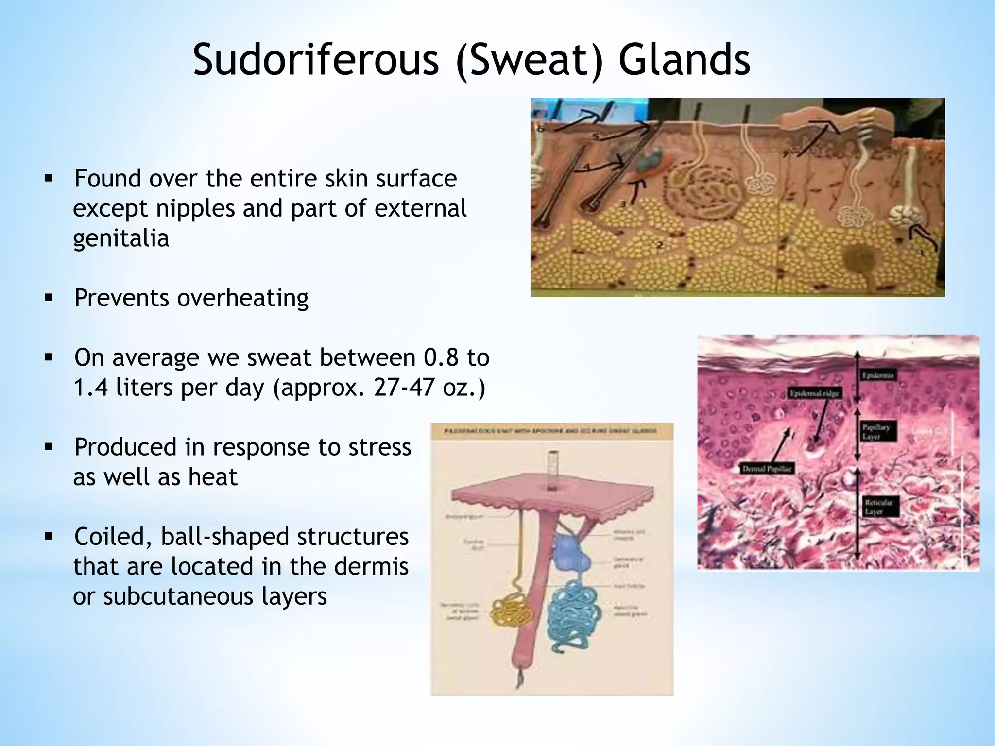 The Integumentary System | PPTX