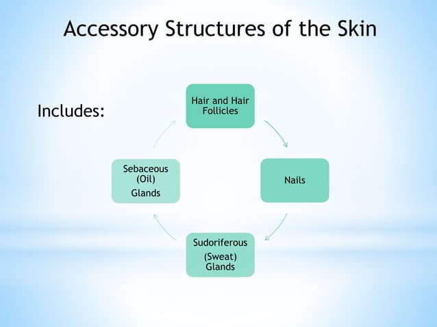 The Integumentary System | PPTX | Skin and Dermatology | Diseases and ...
