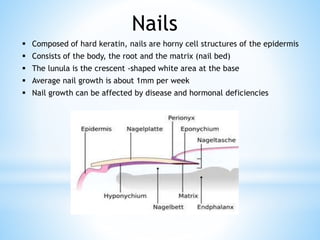 The Integumentary System | PPTX