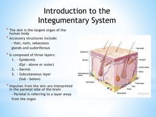 The Integumentary System | PPTX