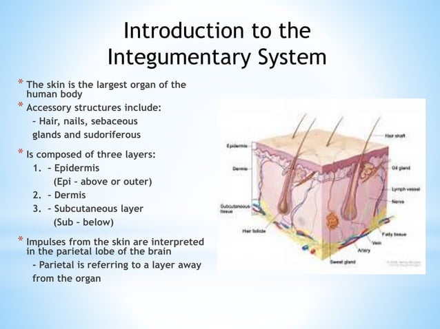 The Integumentary System | PPTX | Skin and Dermatology | Diseases and ...
