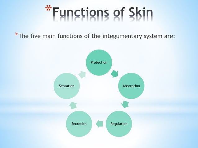 The Integumentary System | PPTX | Skin and Dermatology | Diseases and ...