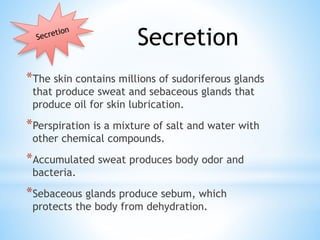 The Integumentary System | PPTX