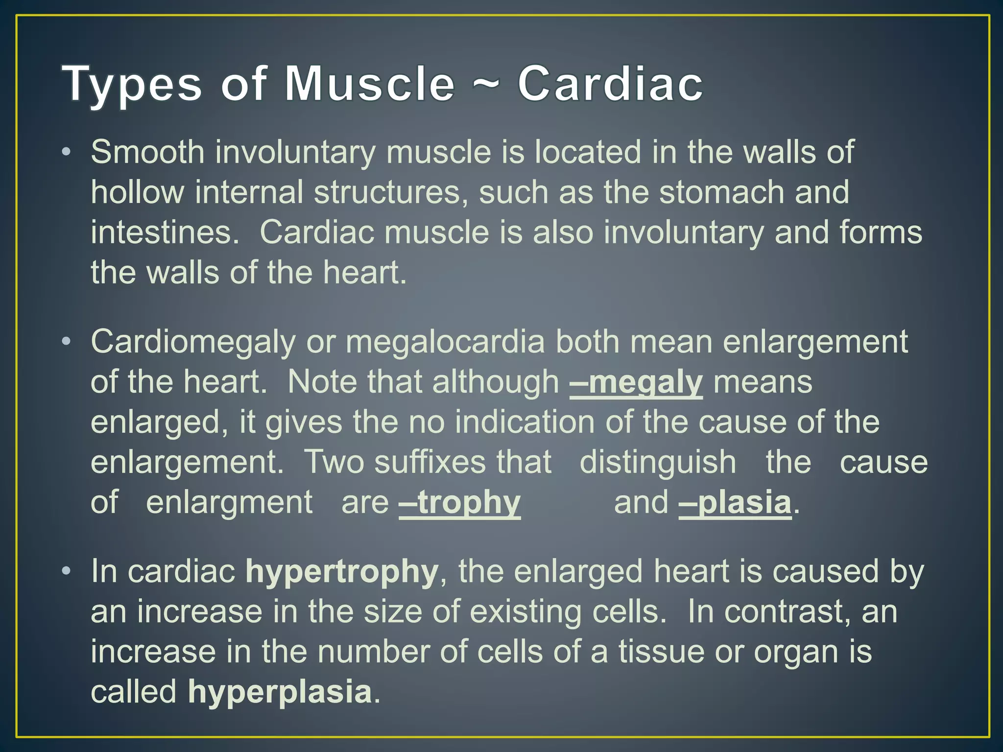 The Muscular System | PPTX