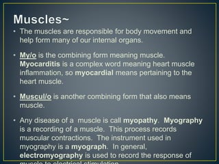 The Muscular System | PPTX
