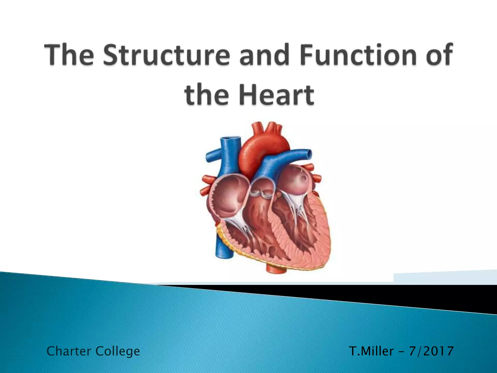 The structure and Function of the Heart | PPTX