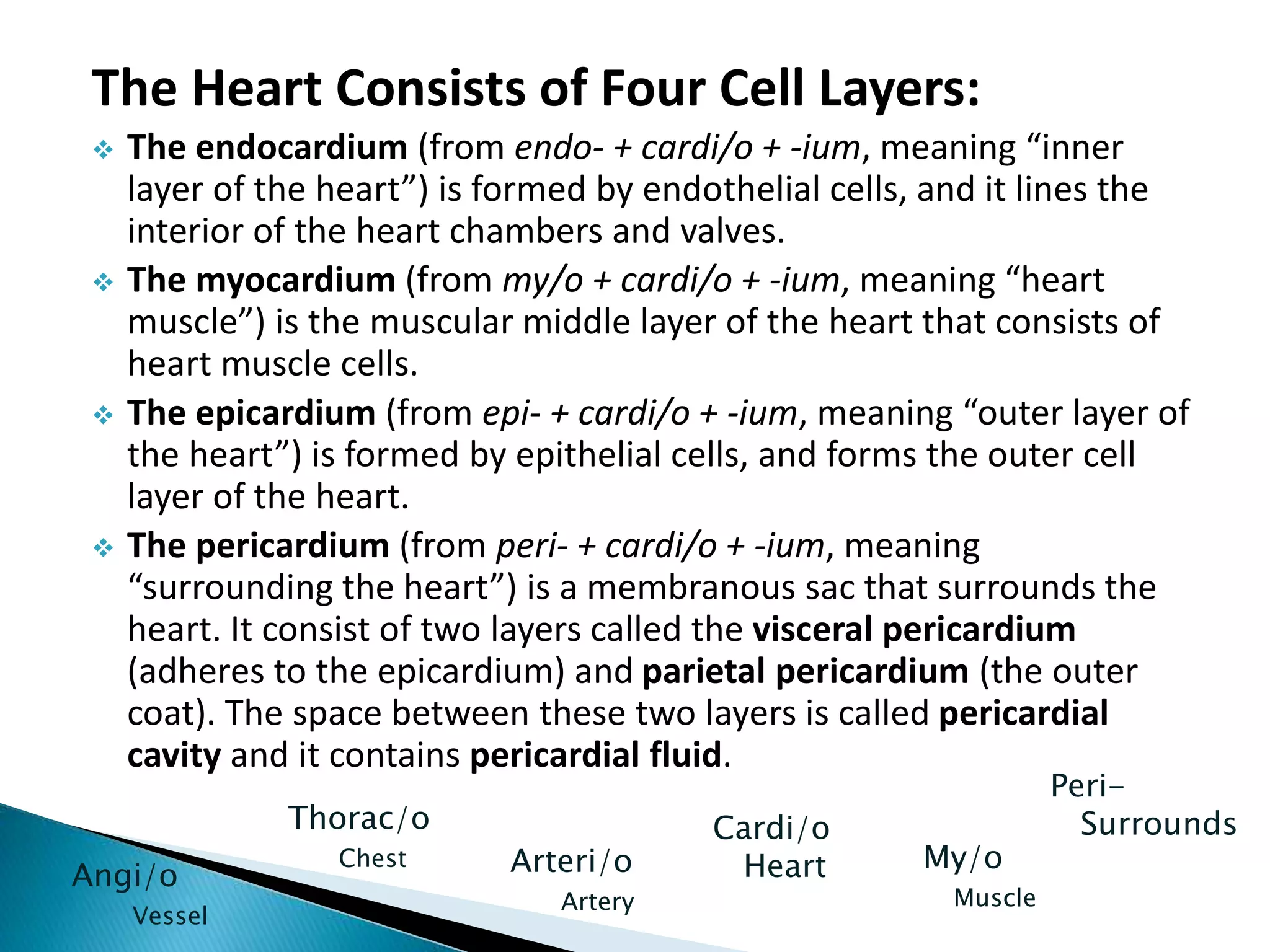 The structure and Function of the Heart | PPTX