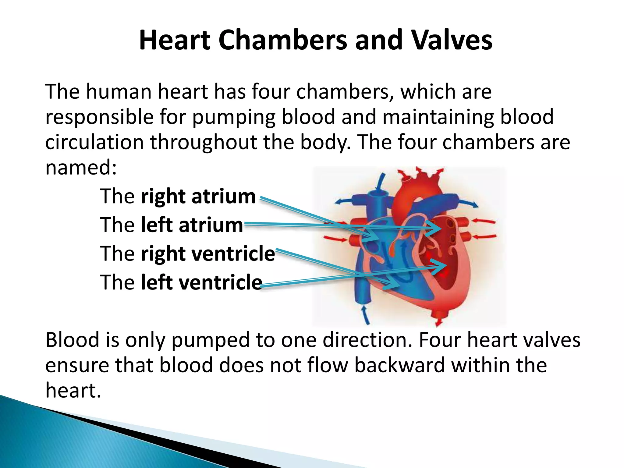 The structure and Function of the Heart | PPTX