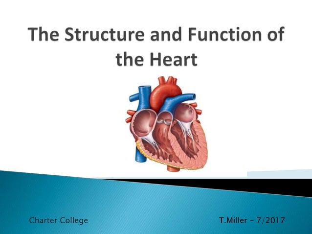 The structure and Function of the Heart | PPTX