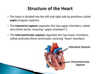 The structure and Function of the Heart | PPTX