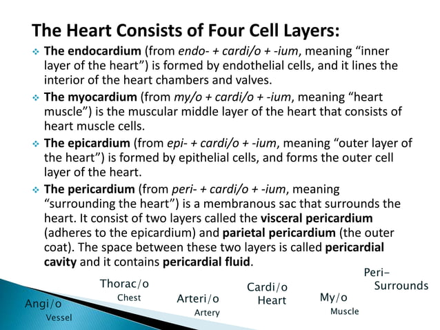 The structure and Function of the Heart | PPTX