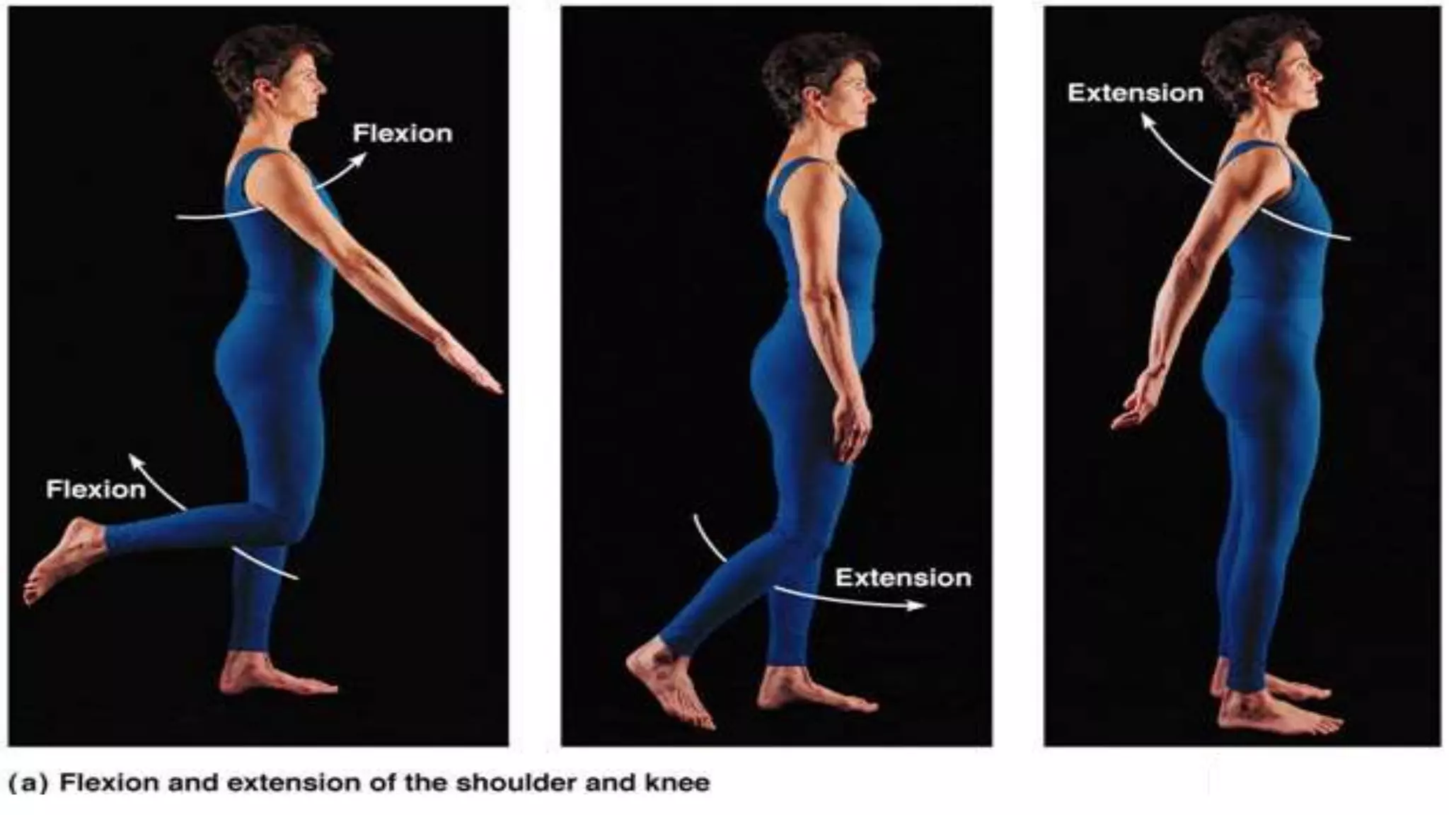 T - Types of Body Movements | PPT