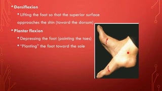 T - Types of Body Movements | PPT